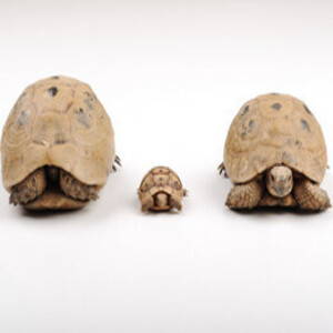 How to prevent turtling – TMC Pty Ltd